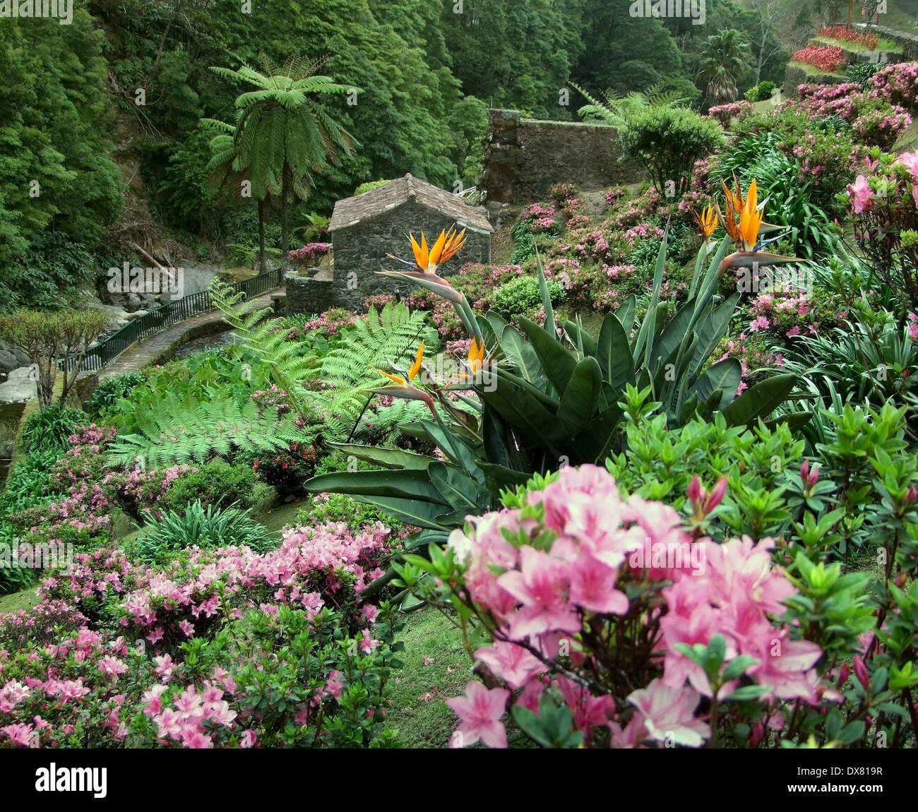 Azores flower hi-res stock photography and images - Alamy
