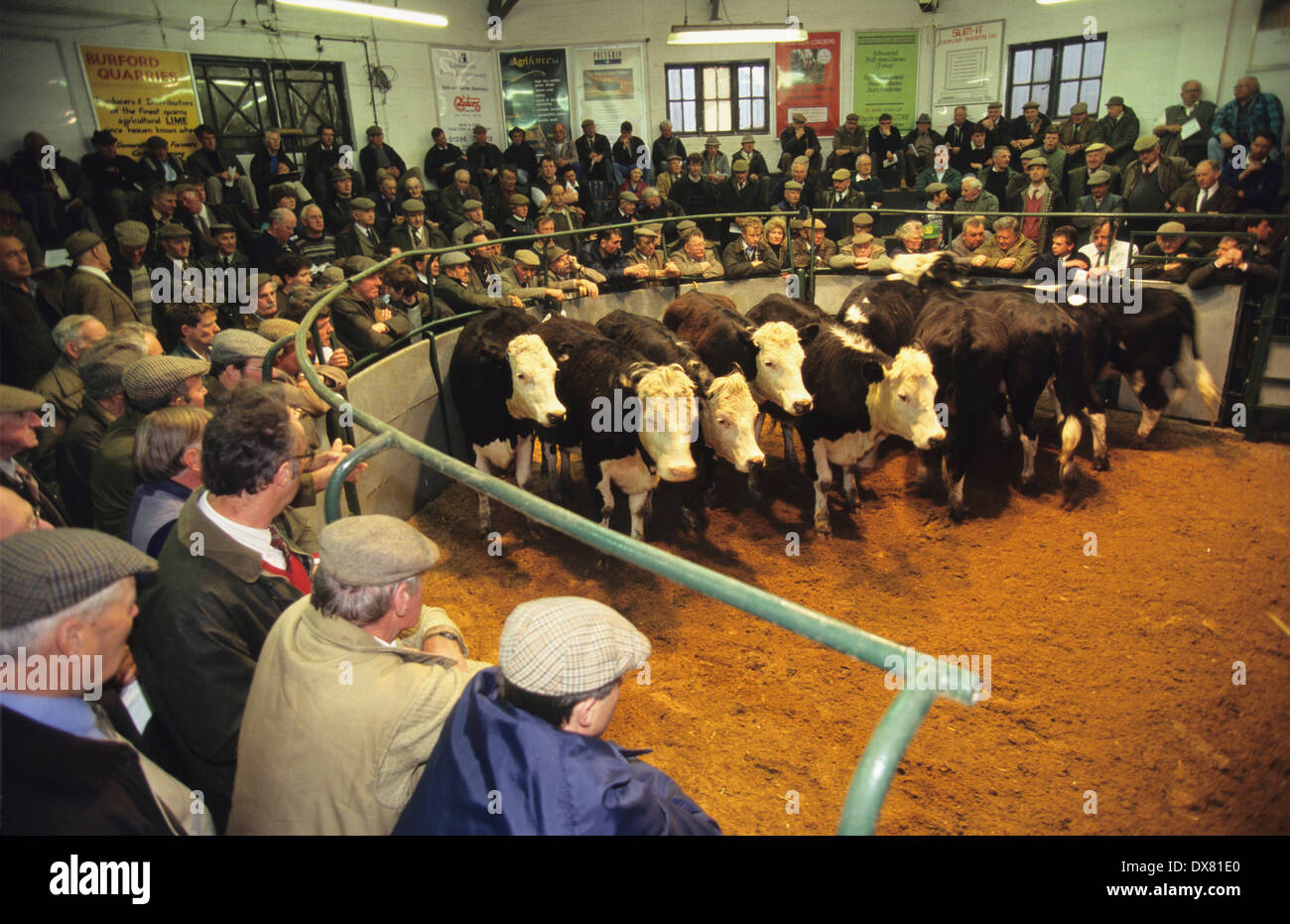 Banbury Stockyard, cattle market, Oxfordshire. England, United Kingdom ...