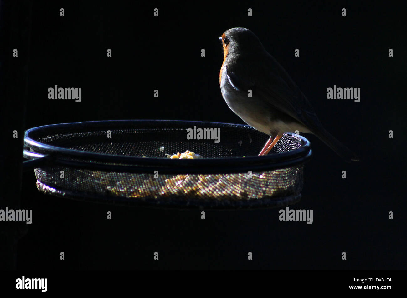 Robin bird table hi-res stock photography and images - Alamy
