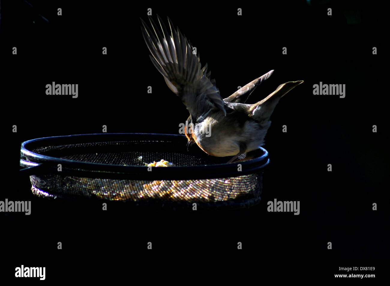 Robin bird table hi-res stock photography and images - Alamy