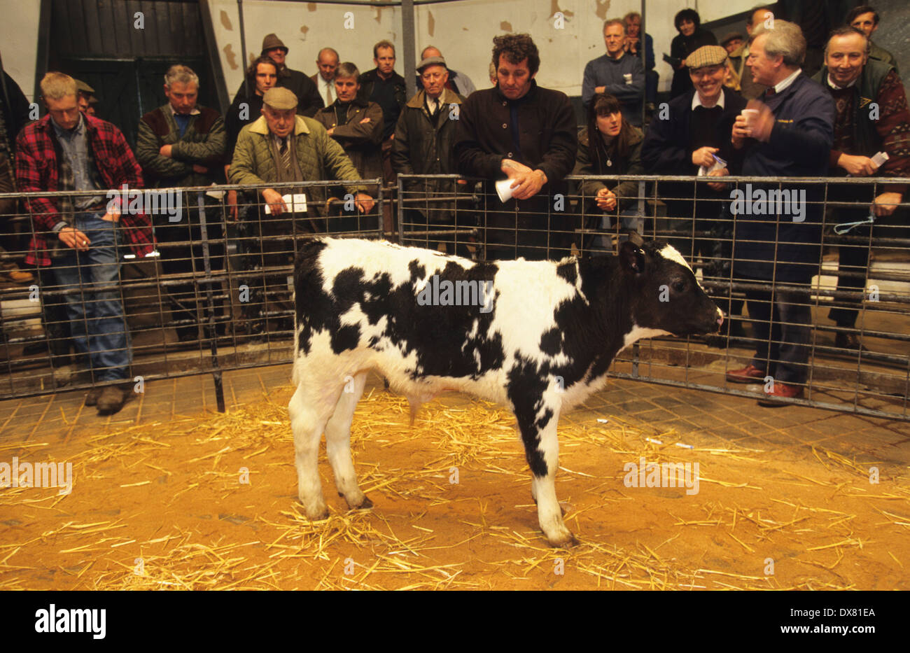 Banbury stockyard cattle market oxfordshire hi-res stock photography ...