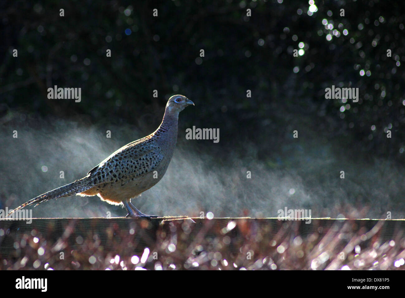 Female pheasant on garden fence with steam Stock Photo - Alamy