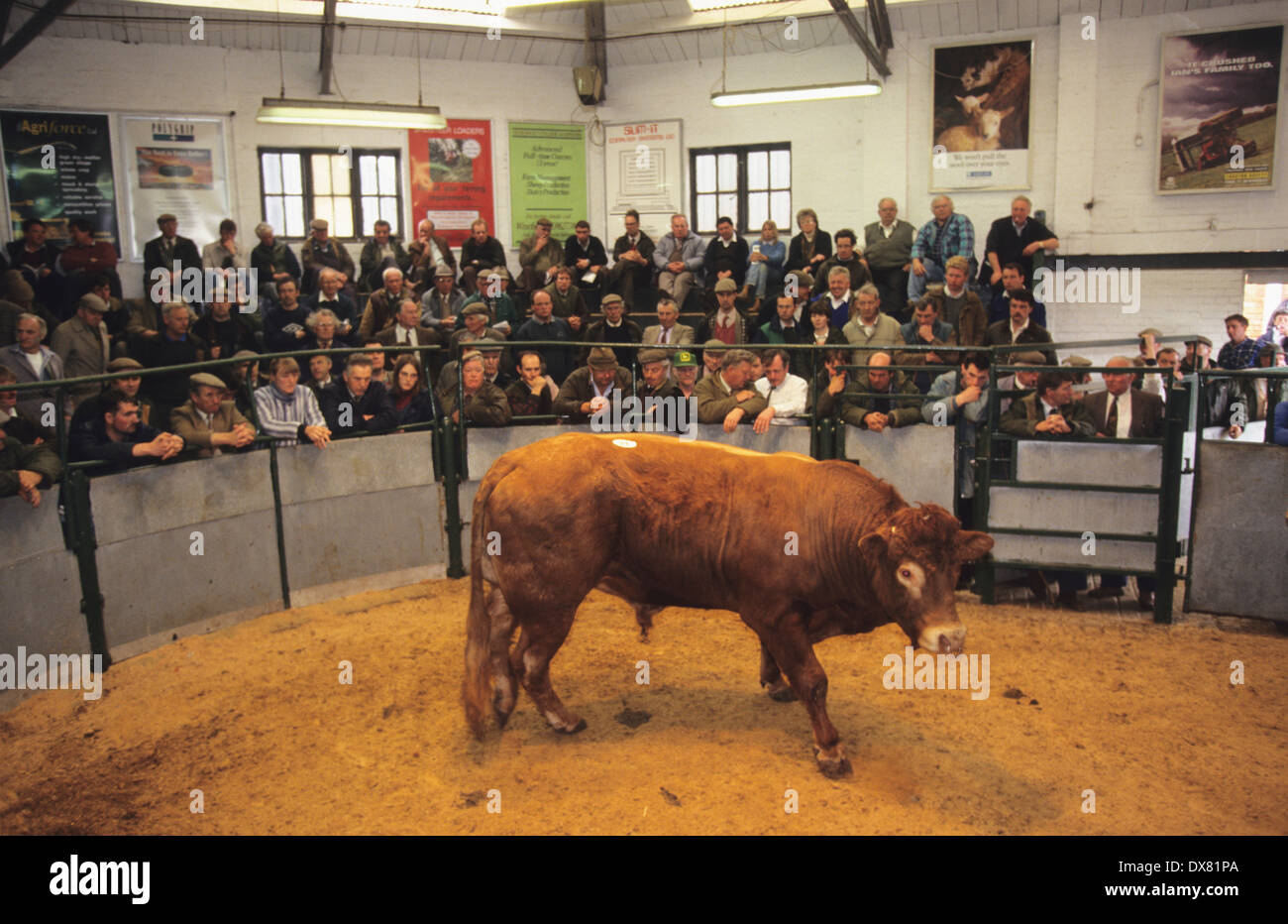 Bull sold at Banbury Stockyard, cattle market, Oxfordshire. England ...