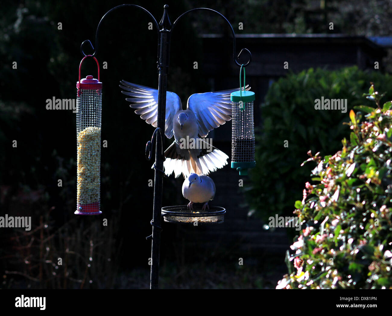 Collared doves on bird feeder Stock Photo - Alamy