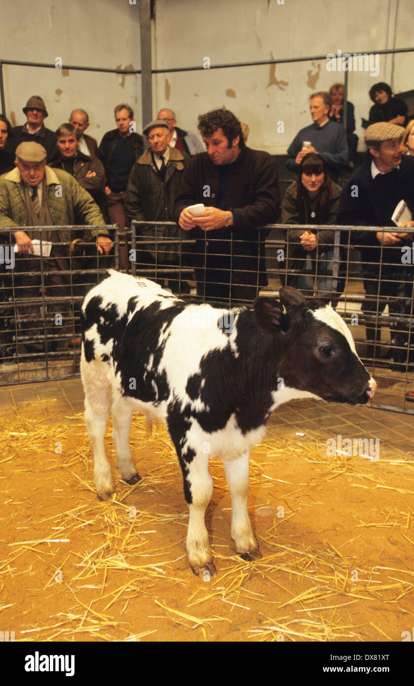 Calf sold at Banbury Stockyard, cattle market, Oxfordshire. England ...