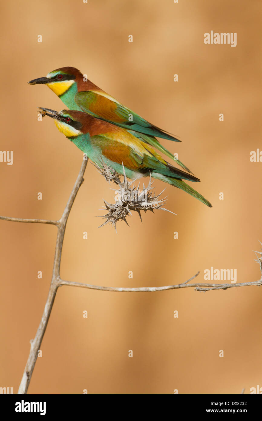 European bee eater bird hi-res stock photography and images - Alamy
