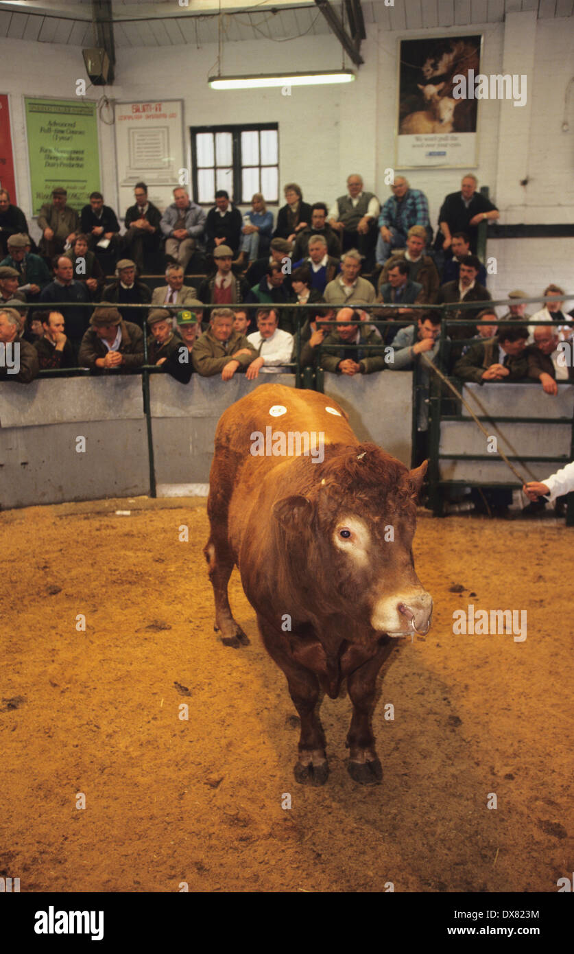 Bull at Banbury Stockyard, cattle market, Oxfordshire. England, United ...