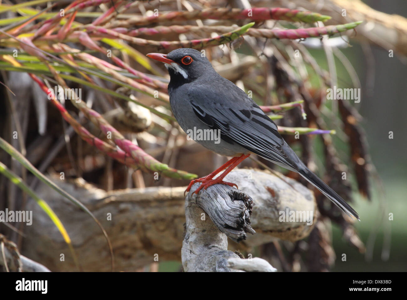 Red legged thrush hi-res stock photography and images - Alamy