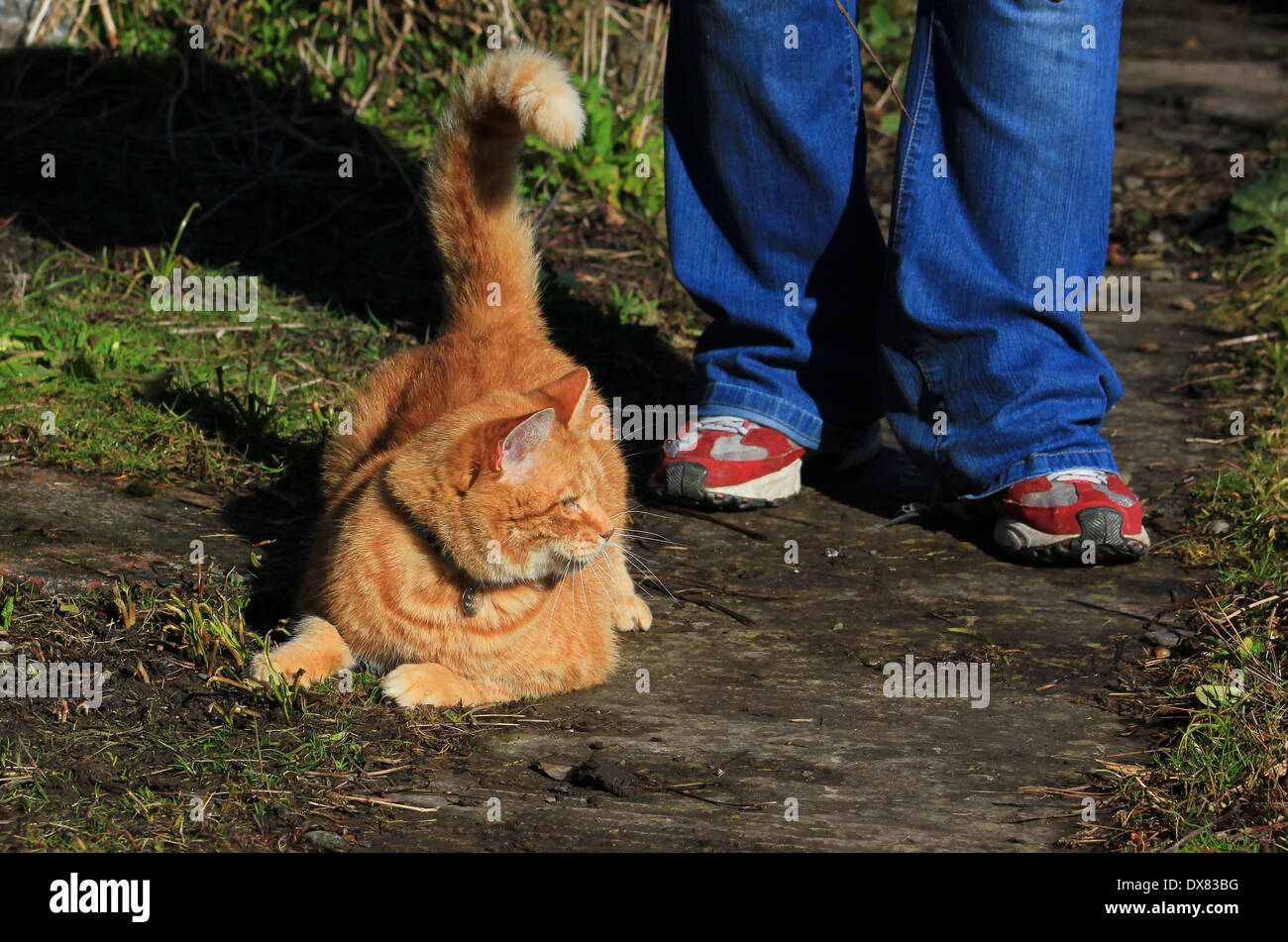 Ginger cat playing by owner's feet Stock Photo - Alamy