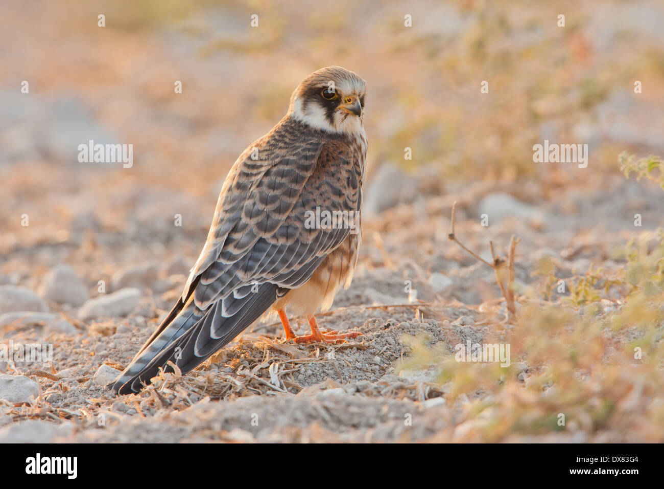 Red footed falcon (falco vespertinus) juvenile standing Stock Photo - Alamy