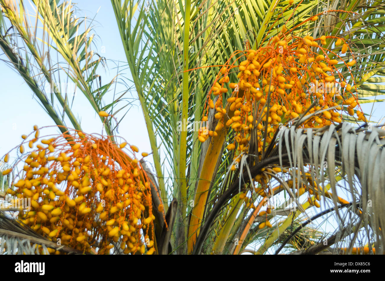 Closeup of dates growing on on a palm tree Stock Photo - Alamy