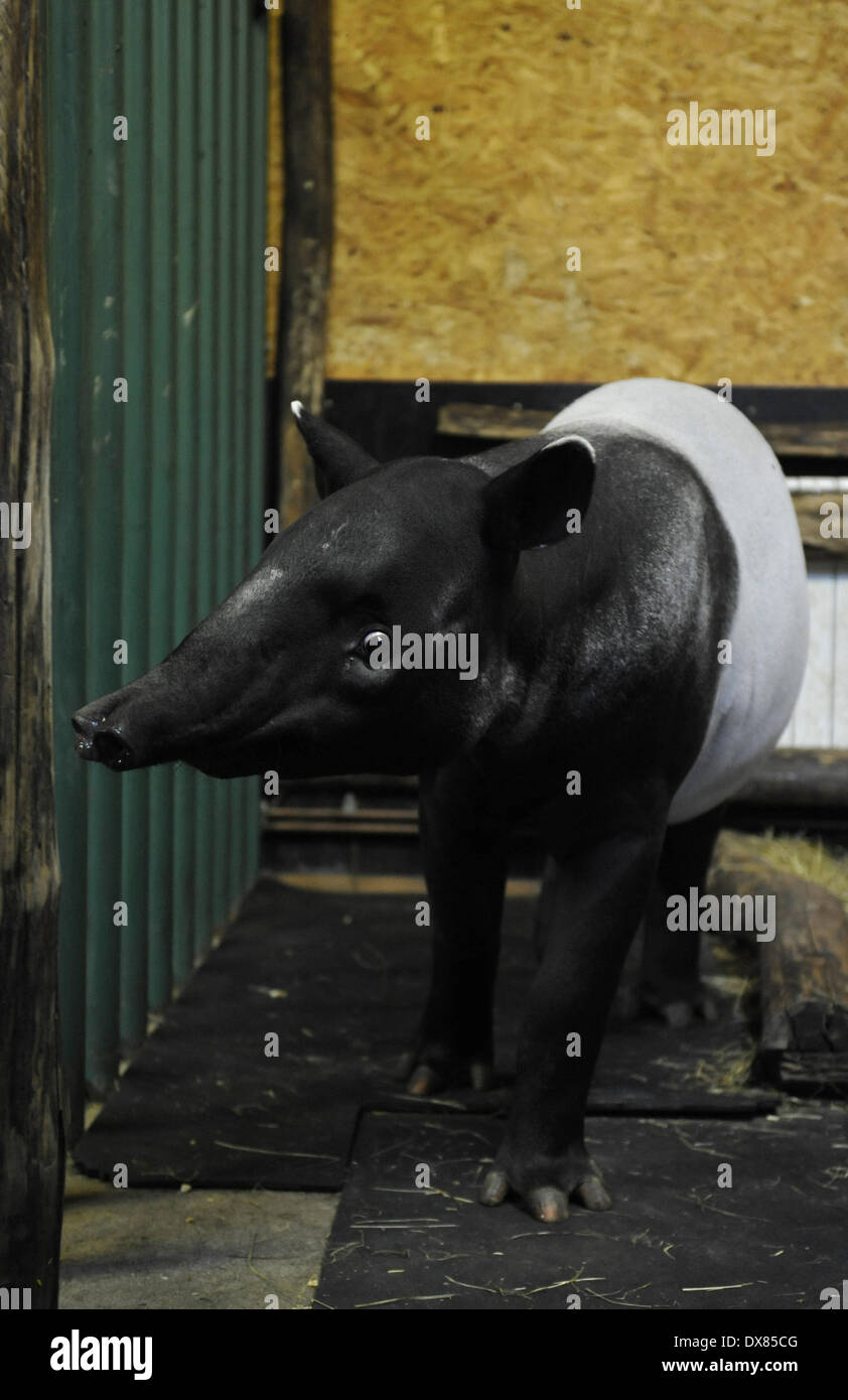 Male Tapir High Resolution Stock Photography and Images - Alamy