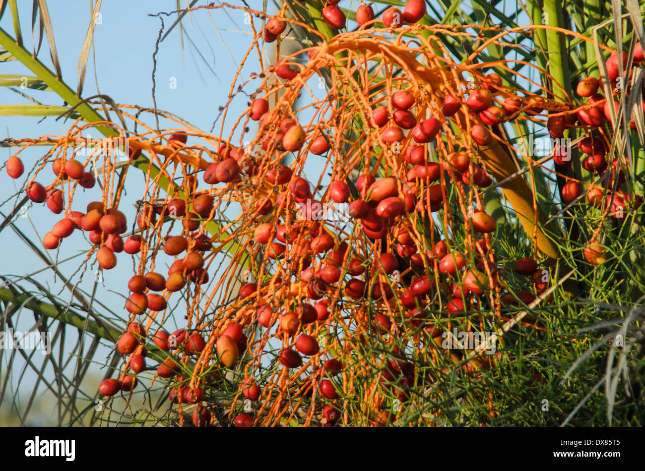 Closeup of dates growing on on a palm tree Stock Photo - Alamy