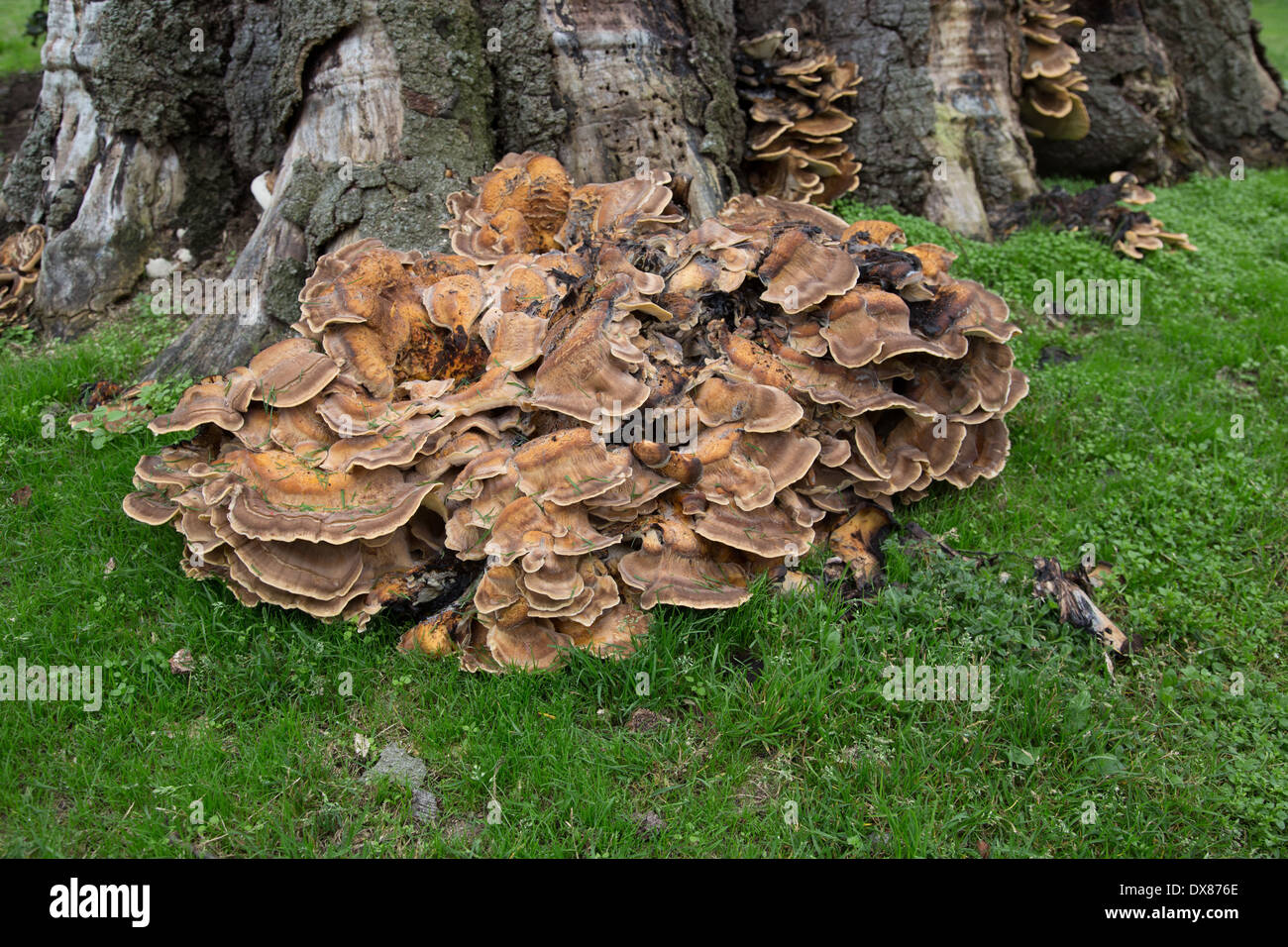 Fungus growing on a tree Stock Photo - Alamy