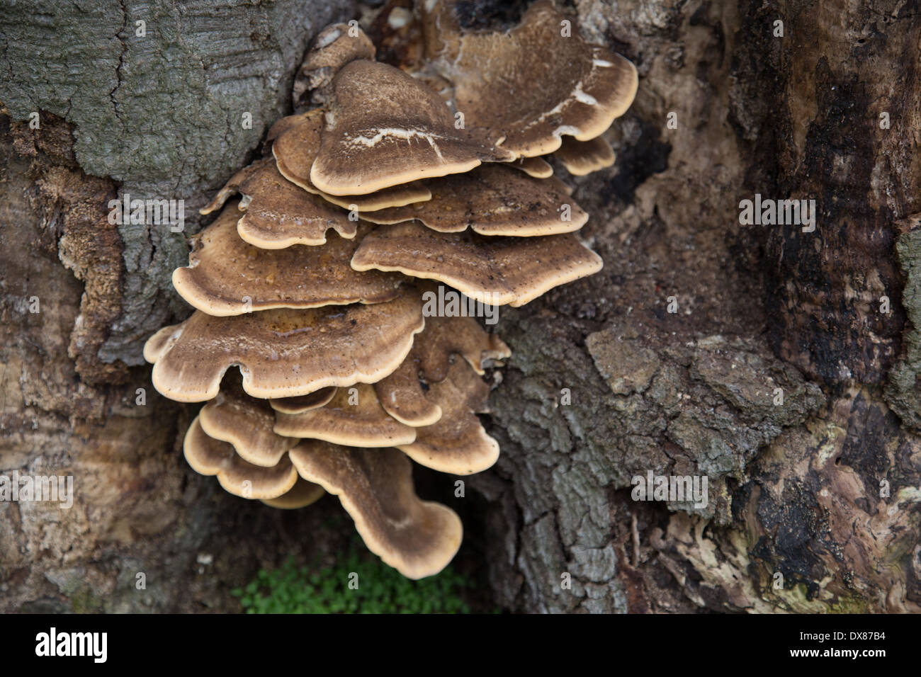 Fungus growing on a tree Stock Photo - Alamy