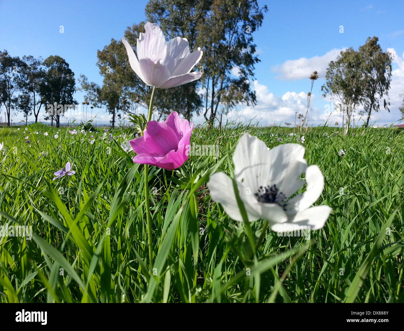 Israel, A field of Purple pink and white Anemone coronaria AKA Spanish ...