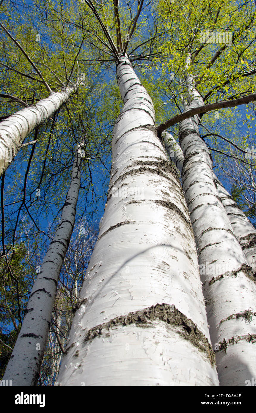 beautiful birch trees with fresh green leaves in spring forest Stock ...