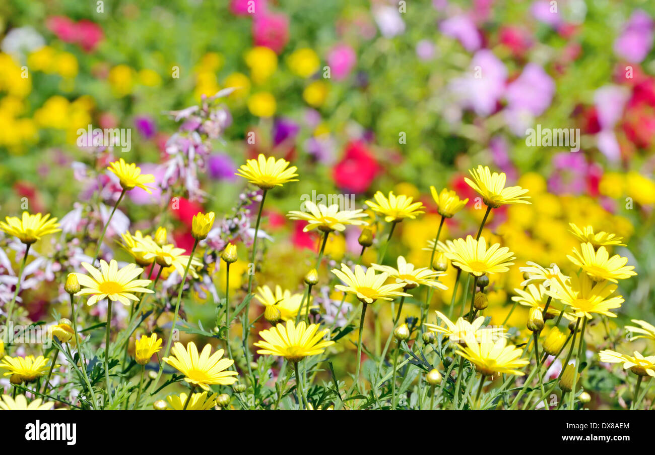 Flowers Field Background in spring time Stock Photo - Alamy