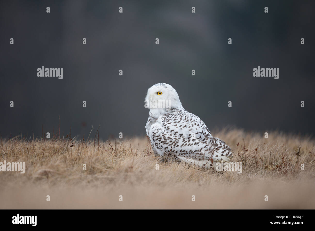 Adult Snowy Owl (Bubo scandiacus) standing in short grass Stock Photo ...