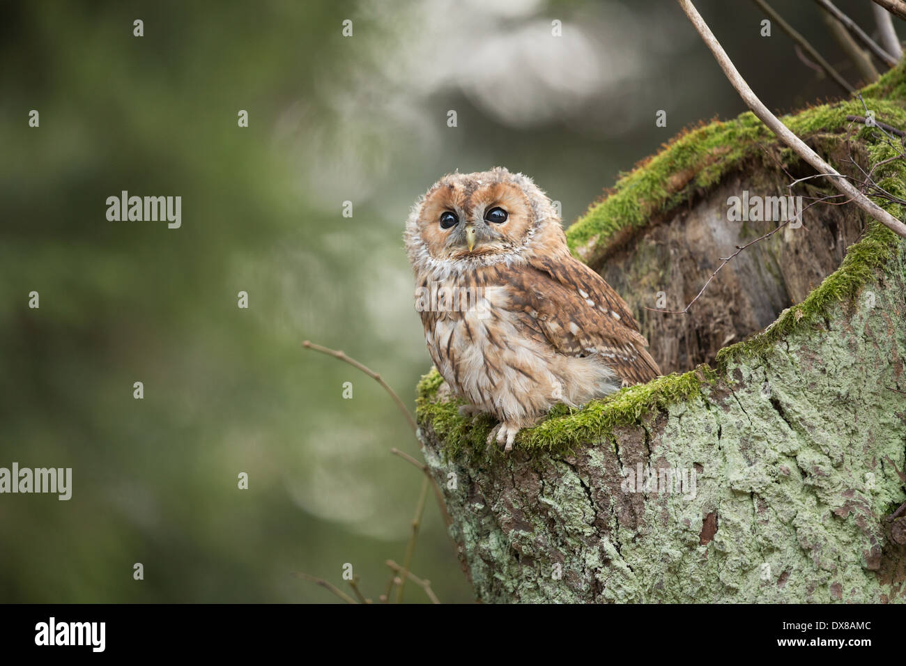 Strix aluco hi-res stock photography and images - Alamy