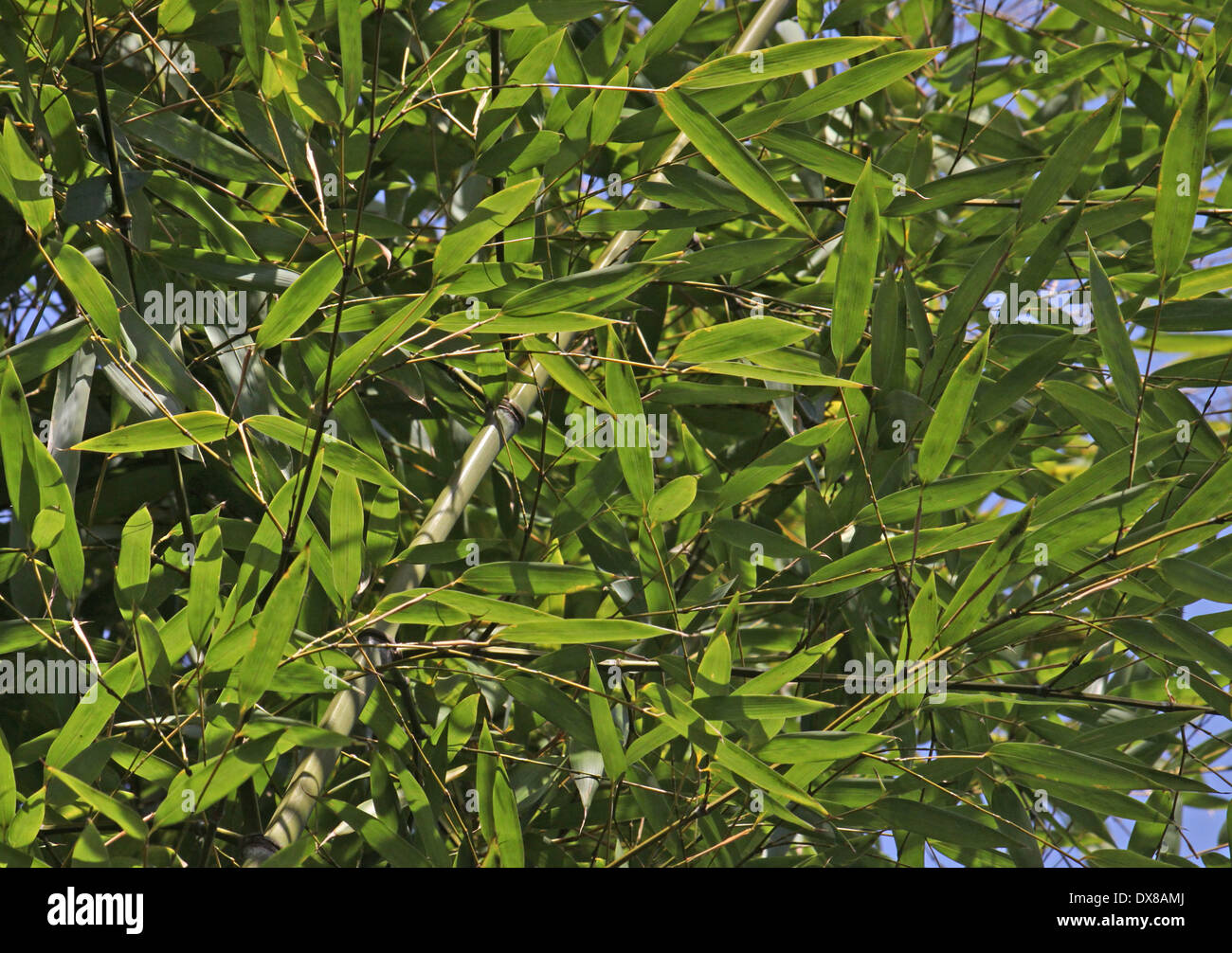 Bamboo plant foliage hi-res stock photography and images - Alamy