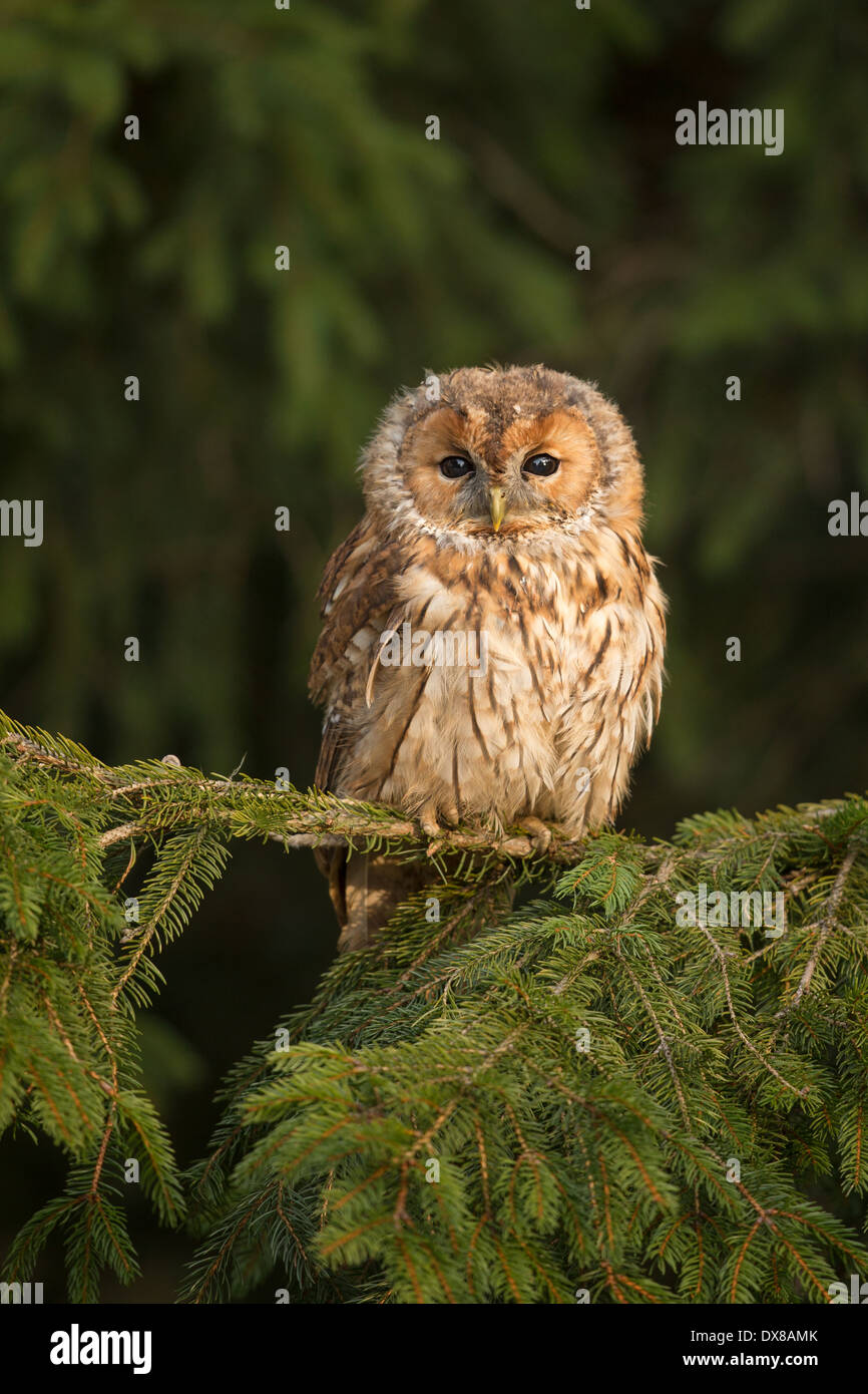 Tawny owl tree hi-res stock photography and images - Alamy