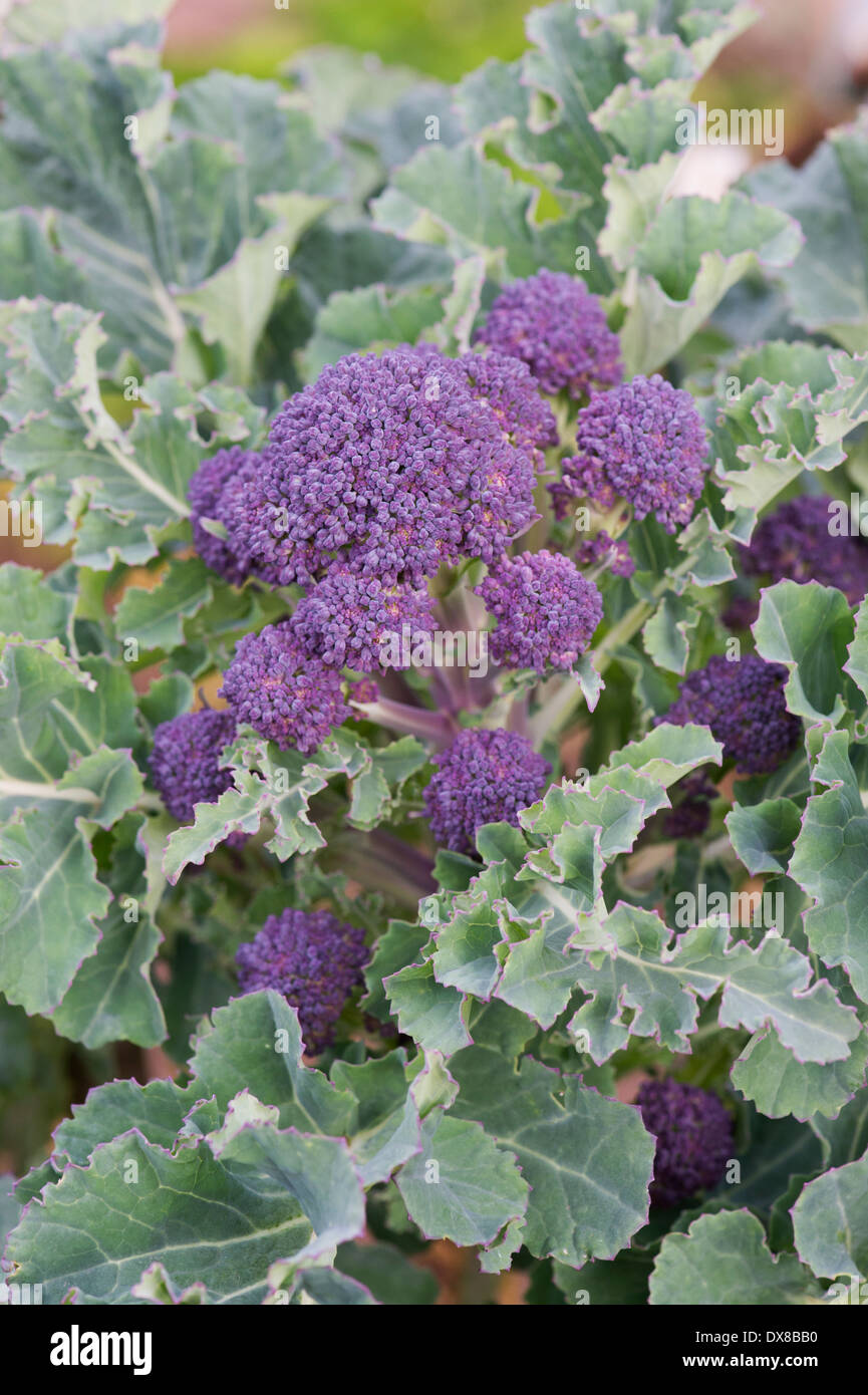 Plant early brassicas hi-res stock photography and images - Alamy