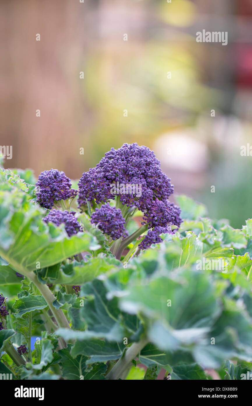 Plant early brassicas hi-res stock photography and images - Alamy