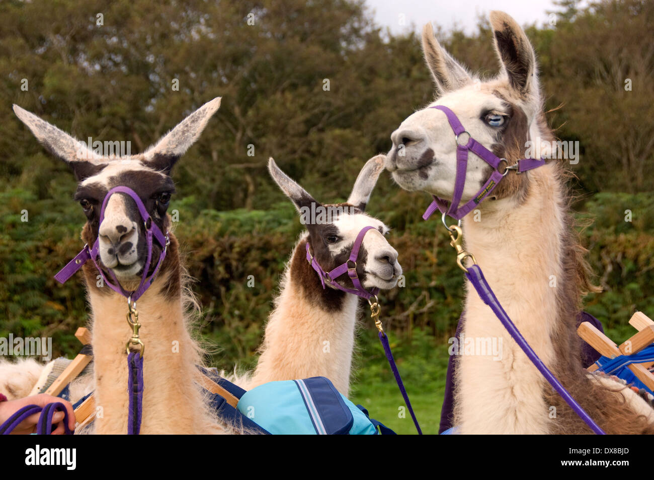 Llama trekking on the Jurassic Coast in Devon with Peak Hill Llamas ...