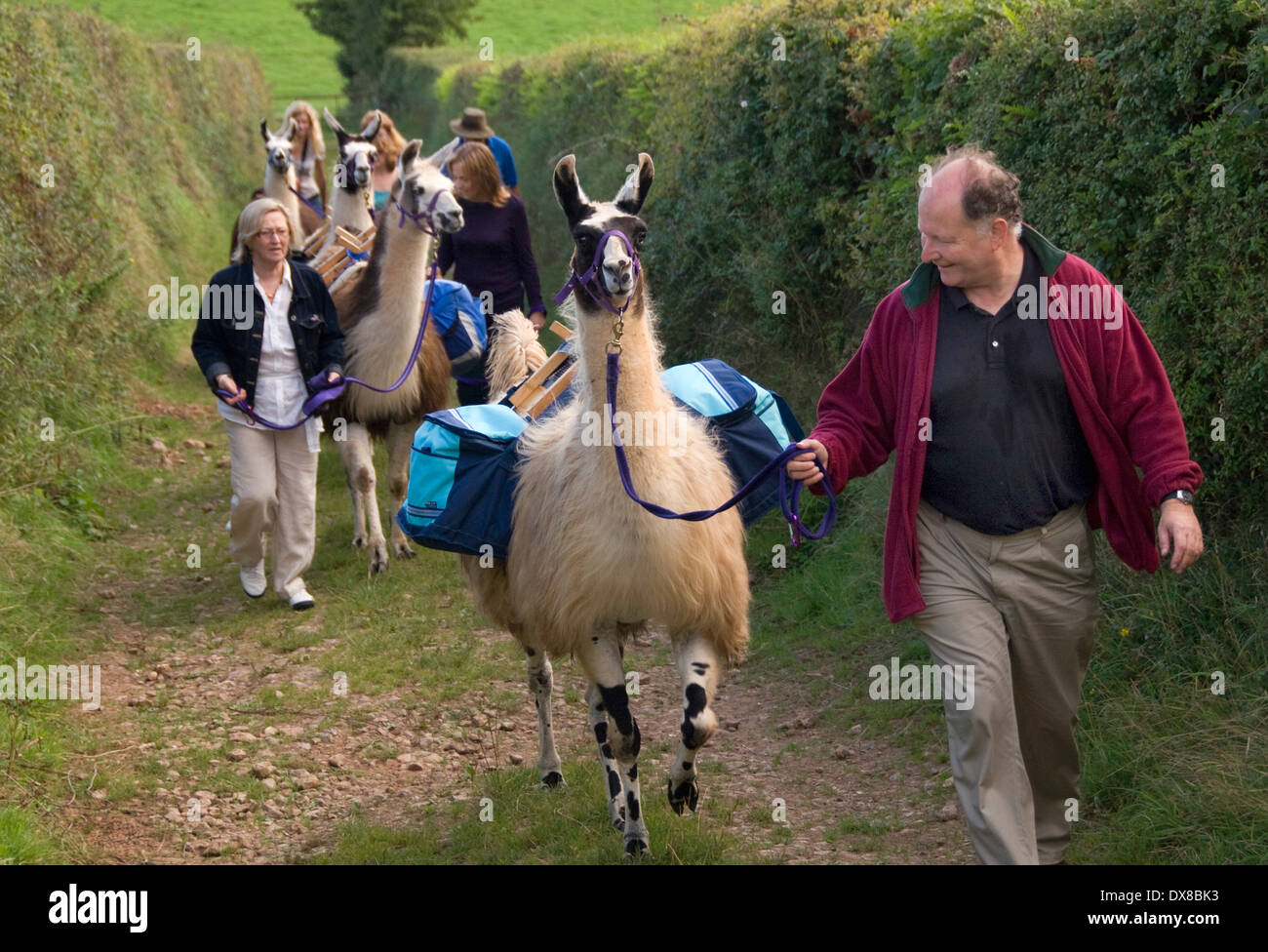 Llama trekking on the Jurassic Coast in Devon with Peak Hill Llamas ...