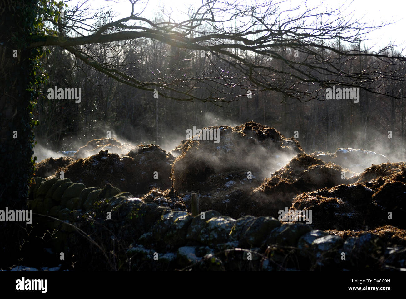 Steaming compost heap Stock Photo - Alamy