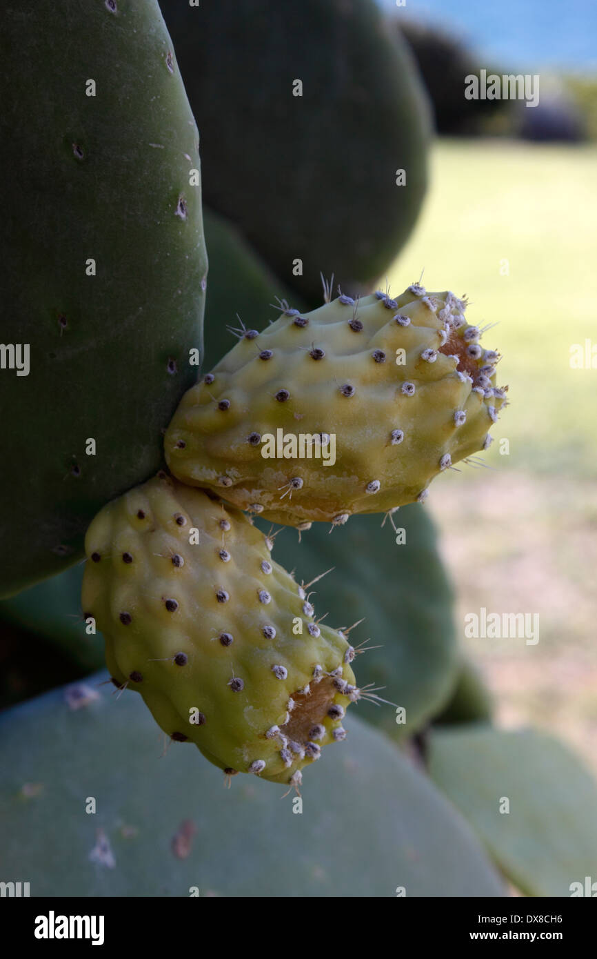 Opuntia robusta hi-res stock photography and images - Alamy