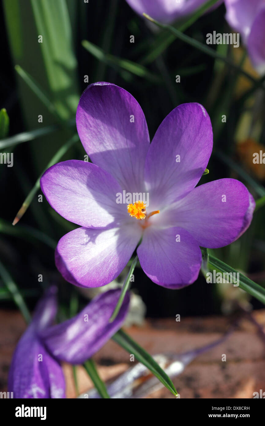 SPRING FLOWERING CROCUS Stock Photo - Alamy