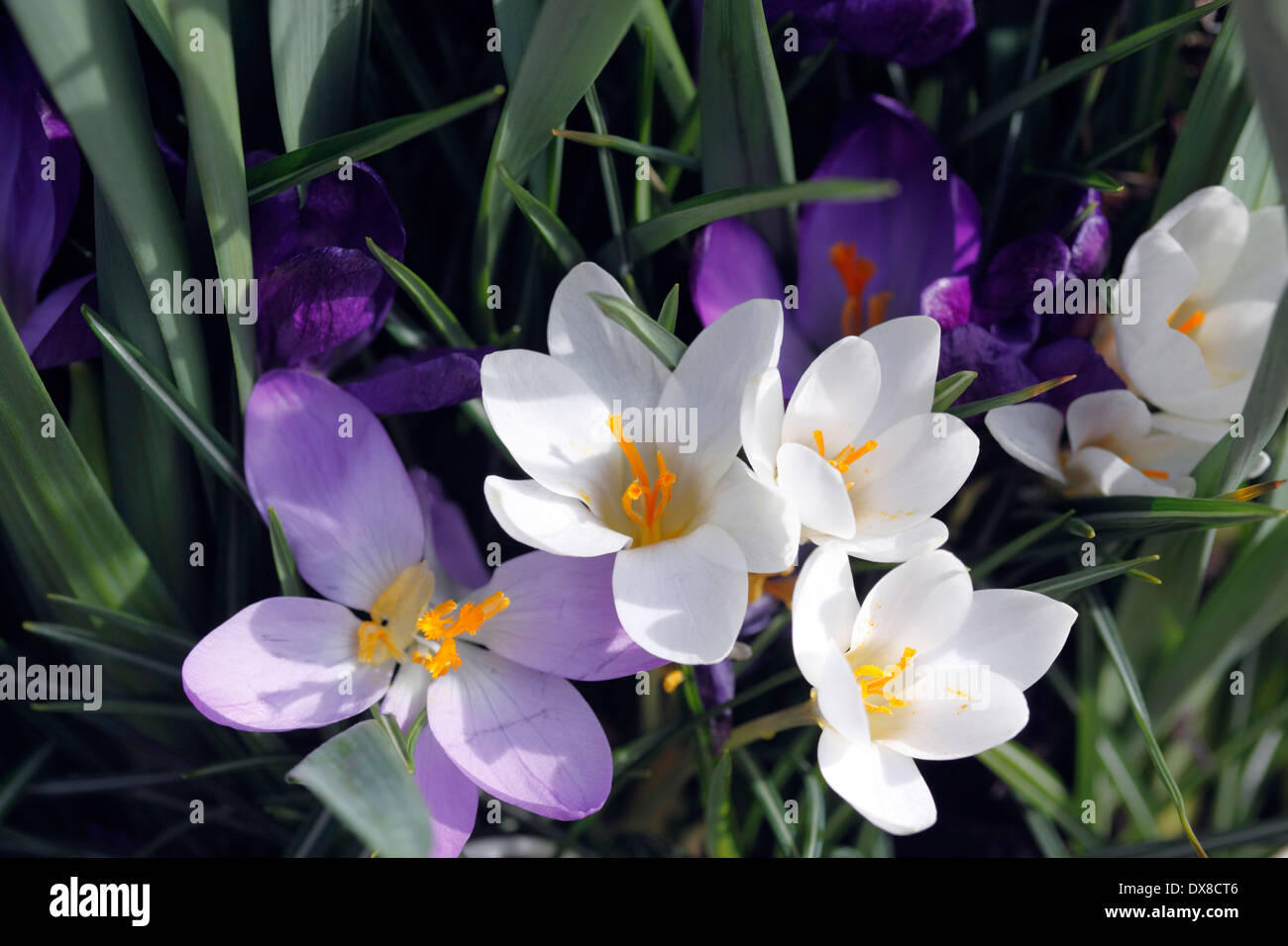 SPRING FLOWERING CROCUS Stock Photo - Alamy