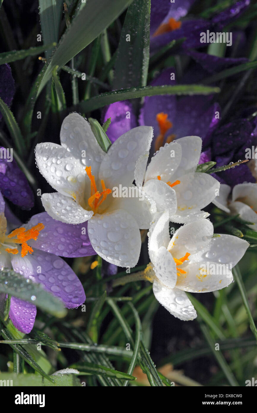 SPRING FLOWERING CROCUS Stock Photo - Alamy