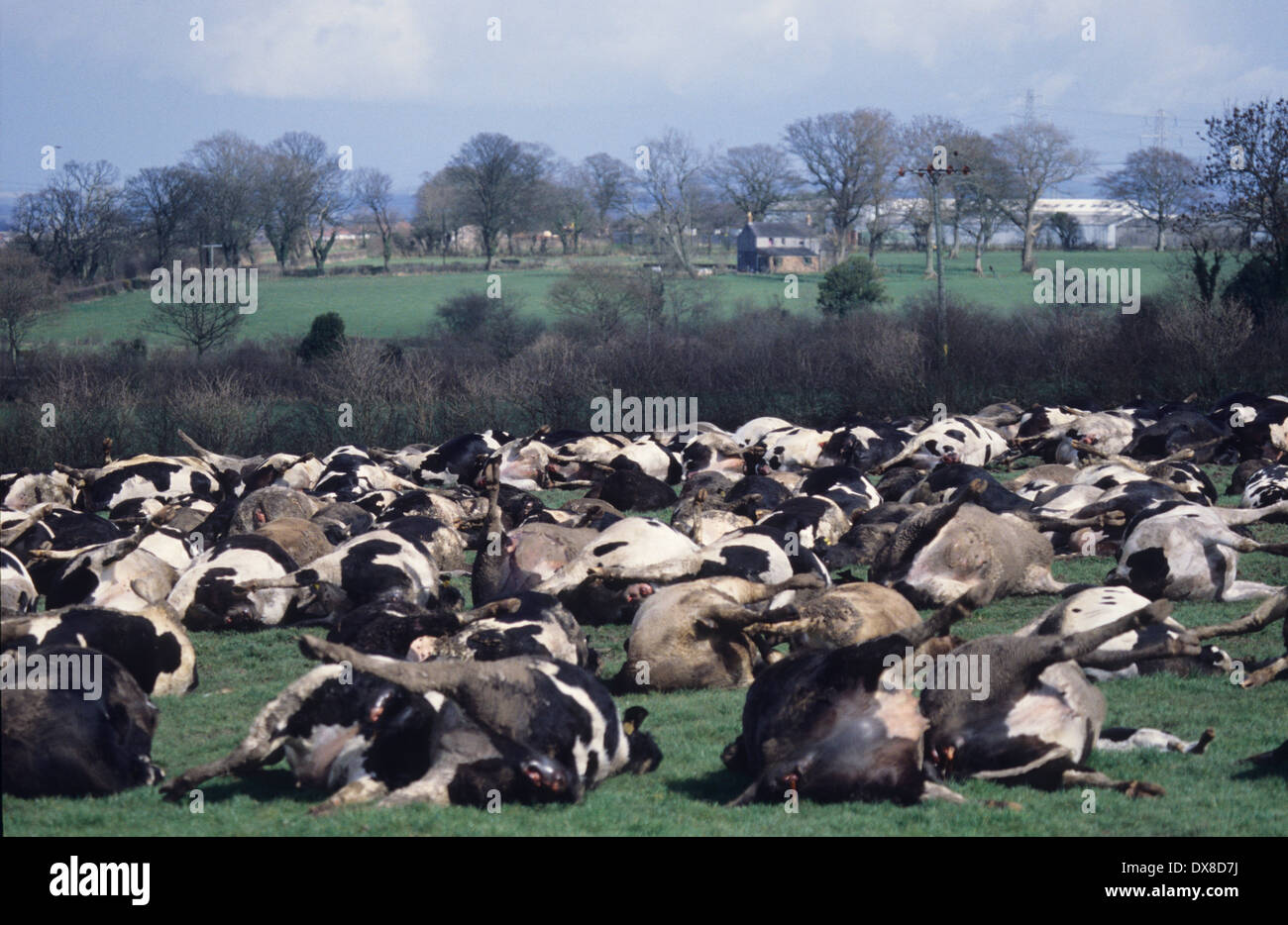 Cow carcasses to be incinerated on funeral pyre in foot and mouth ...