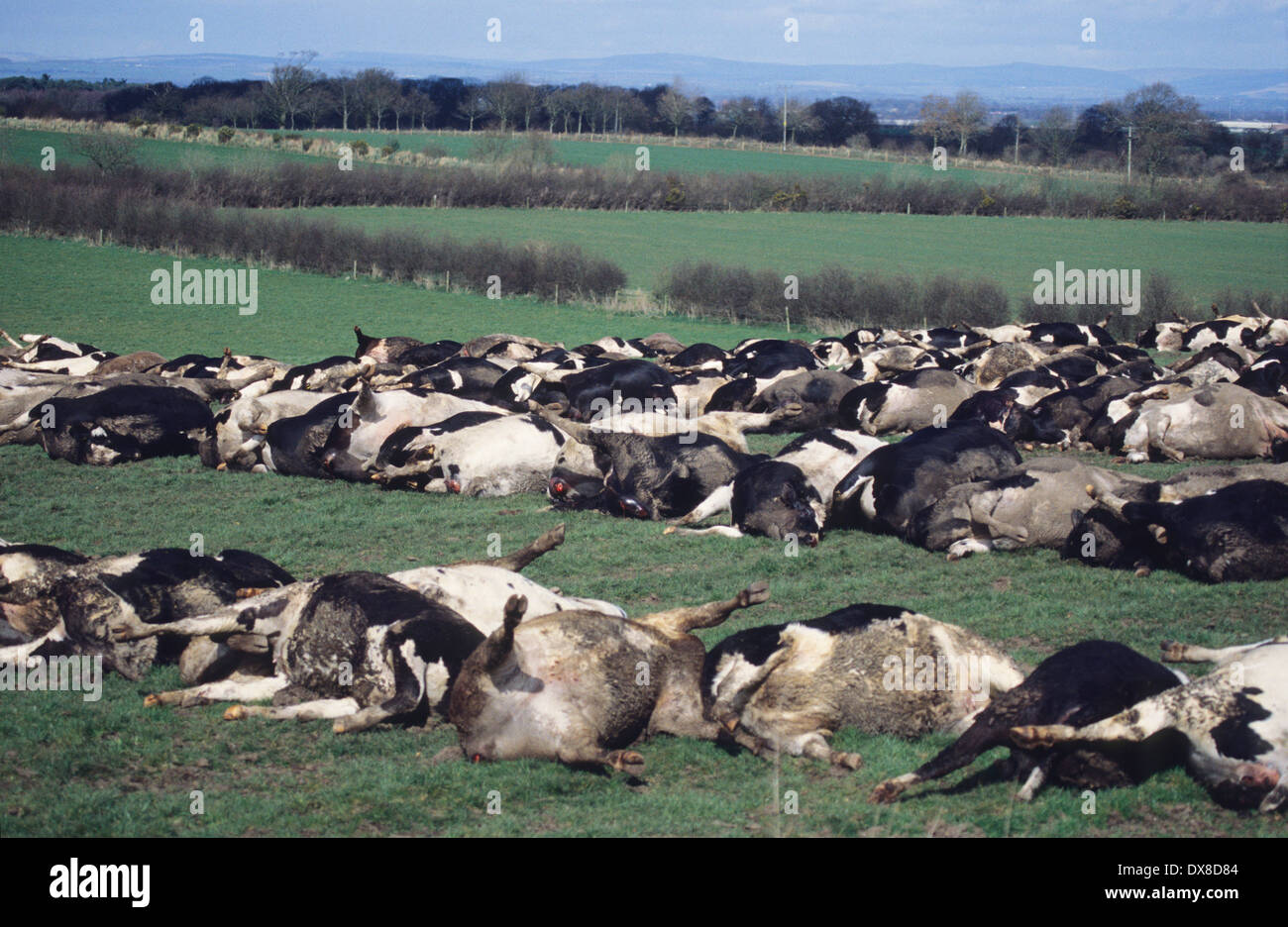 Cattle Epidemic High Resolution Stock Photography and Images - Alamy