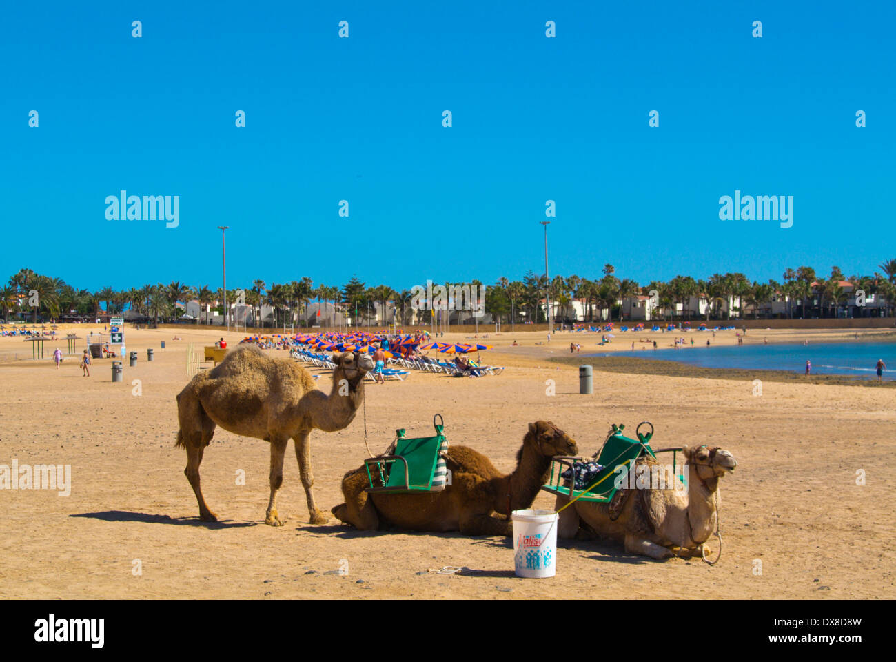 La Playa el Castilo main beach, Caleta de Fuste, Fuerteventura, Canary ...