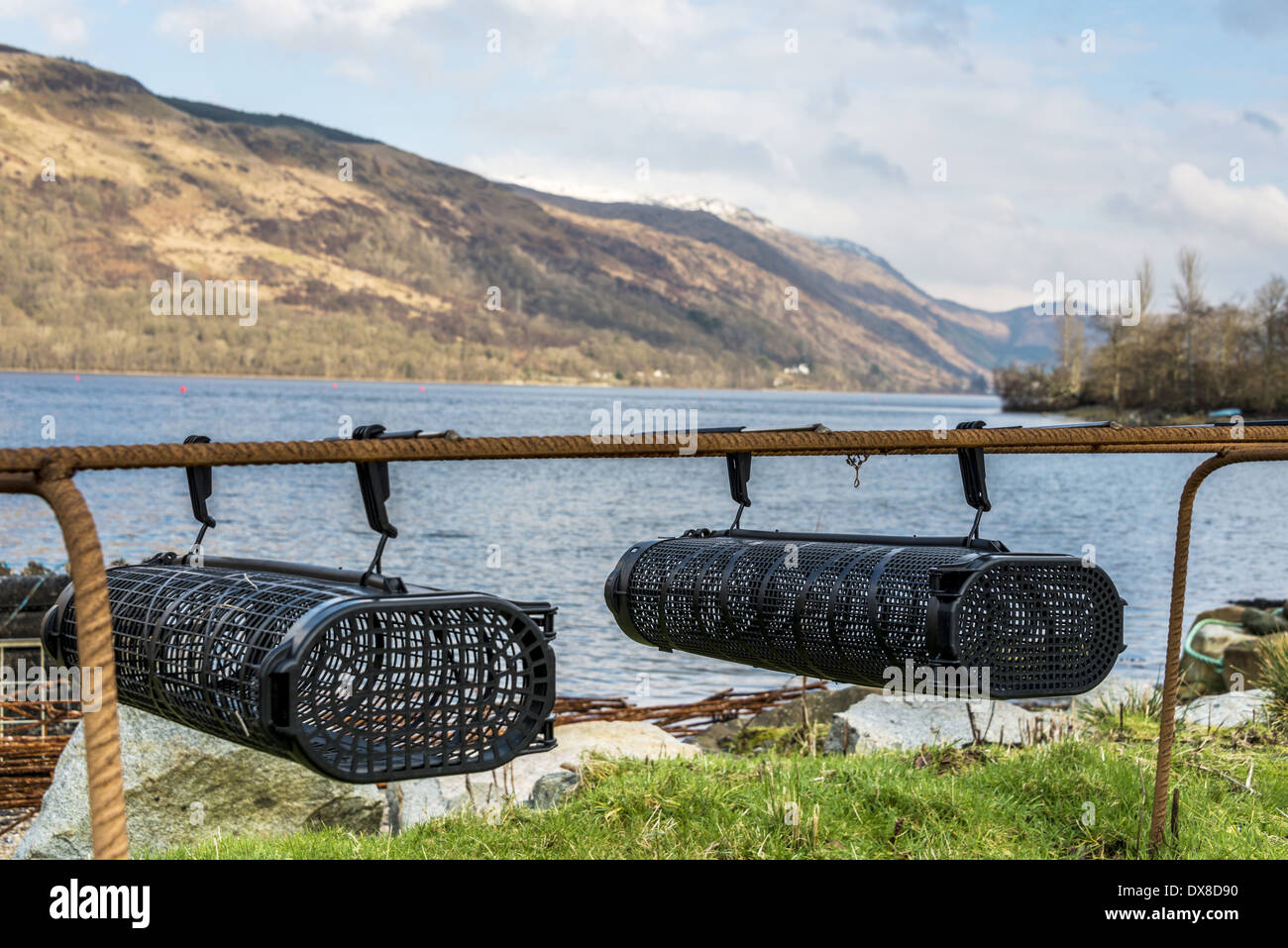 Loch Fyne in Scotland is famous for its oysters which are farmed in the ...