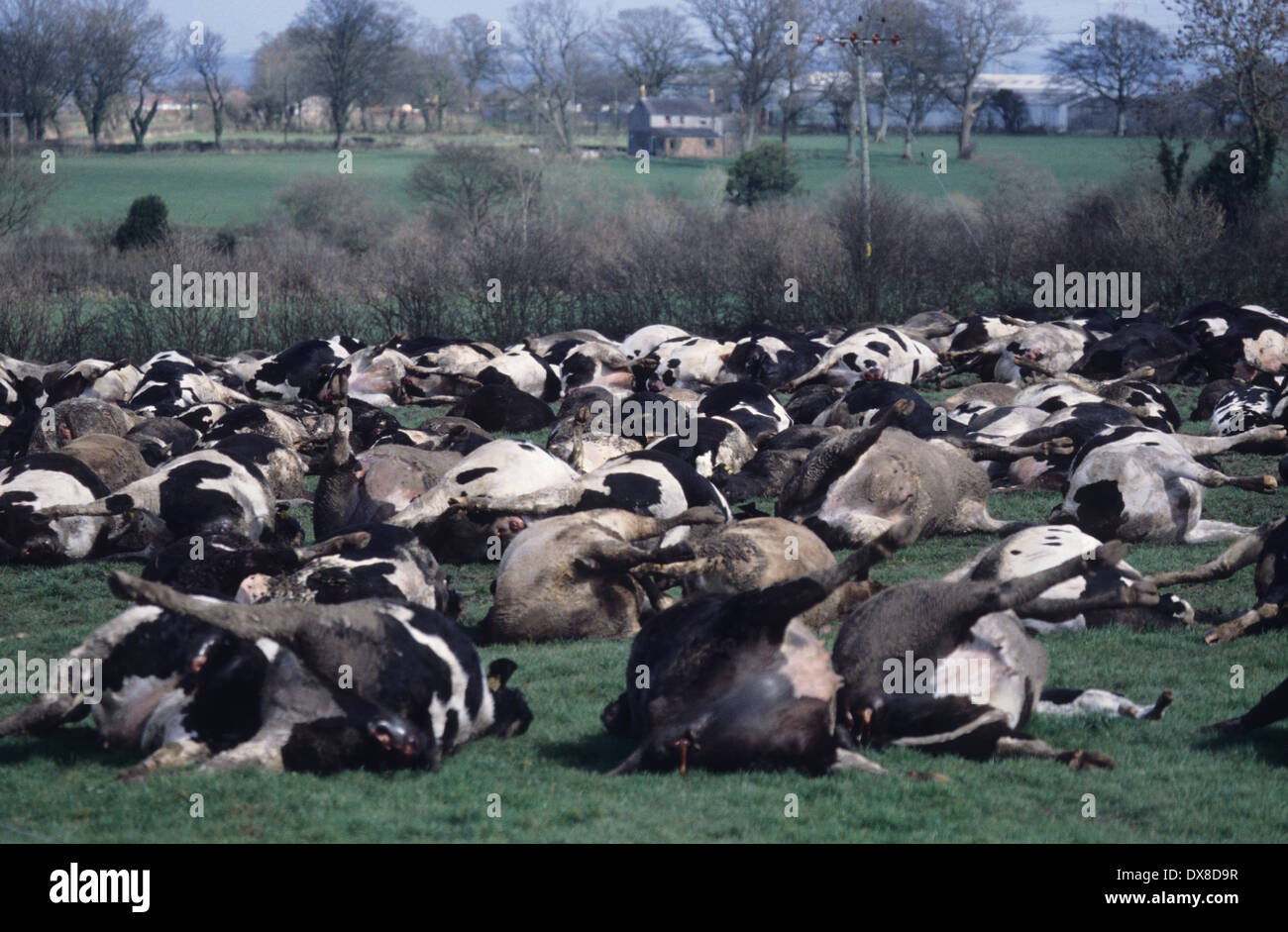 Cow carcasses to be incinerated on funeral pyre in foot and mouth Stock ...