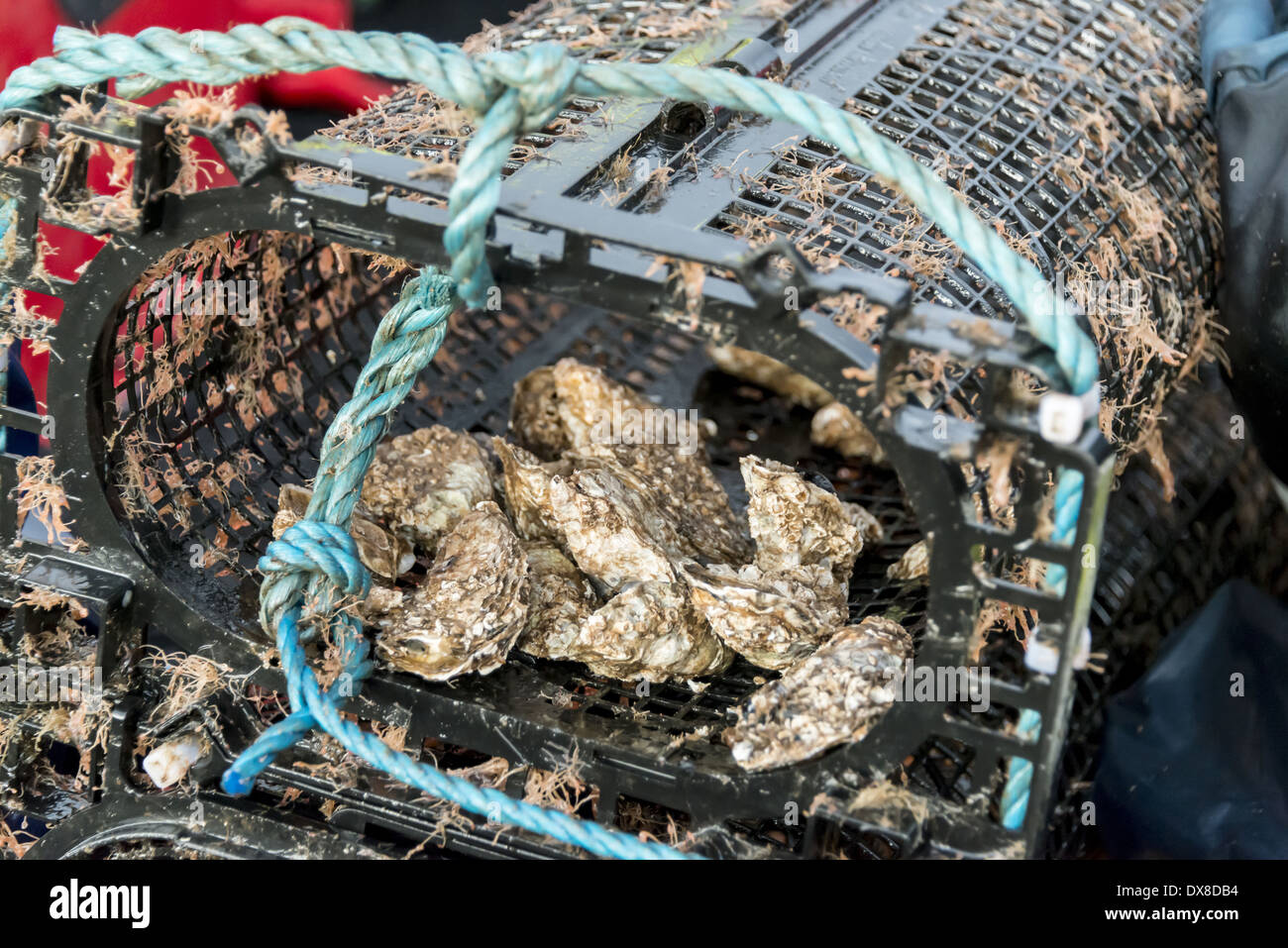Integrated multi-trophic aquaculture (IMTA) Loch Fyne growing scallops ...