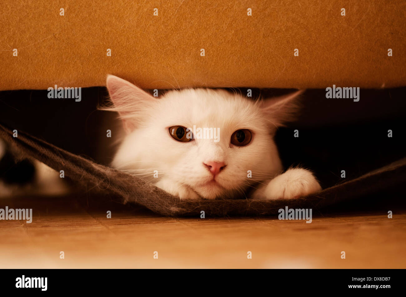 Adorable white cat Stock Photo - Alamy Adorable white cat Stock Photo - Alamy