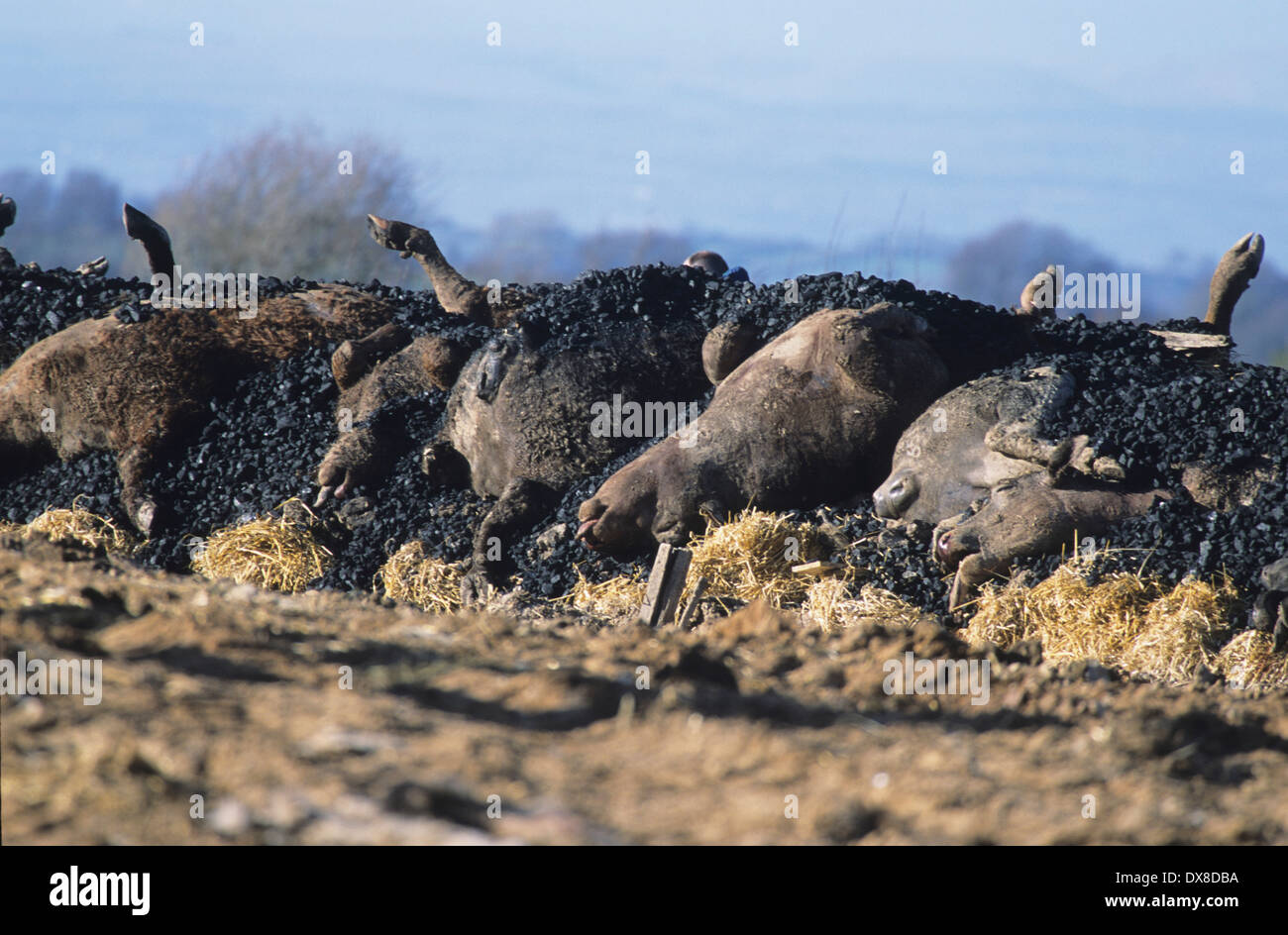 Cow carcasses to be incinerated on funeral pyre in foot and mouth ...