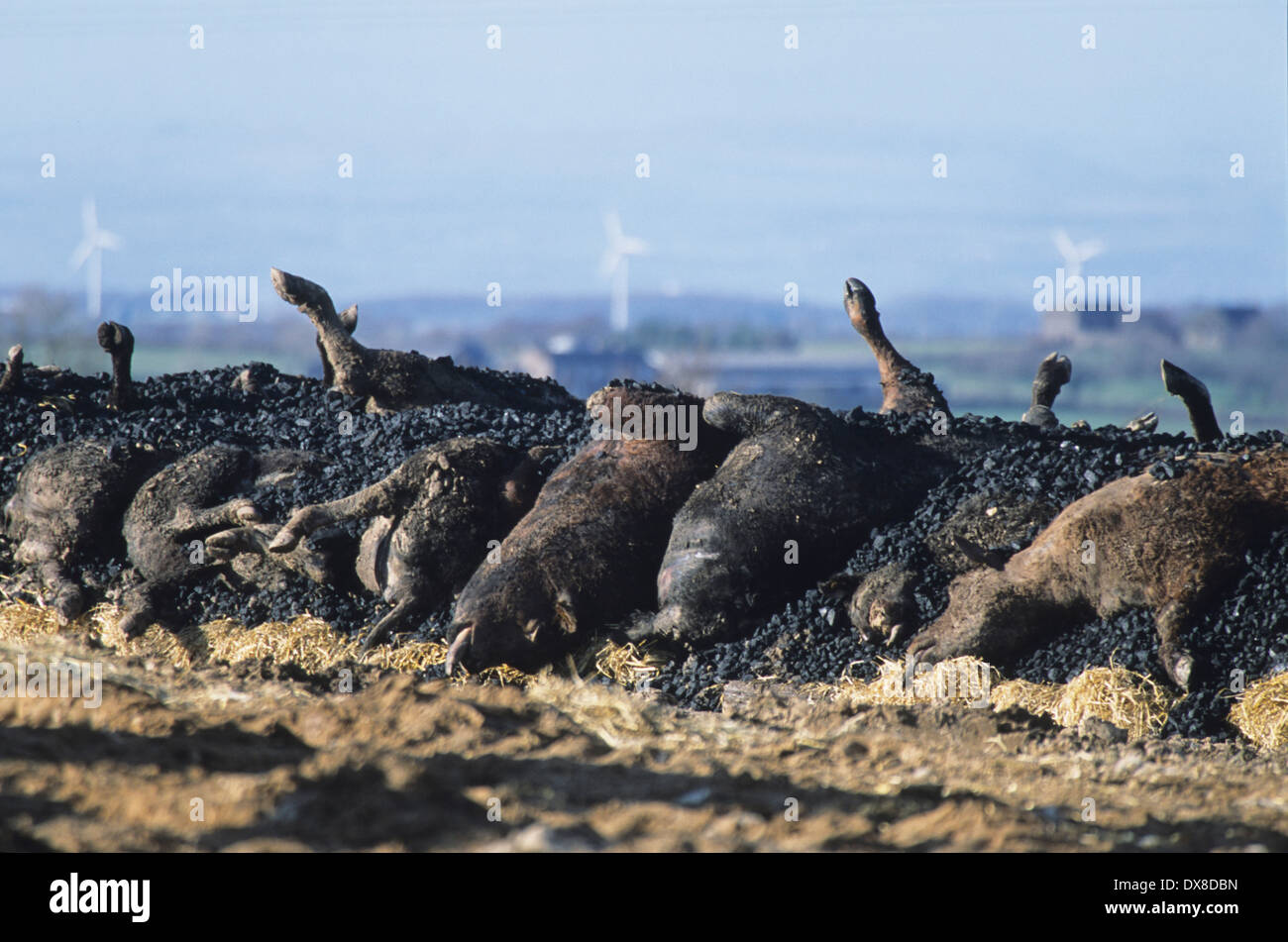 Cow carcasses to be incinerated on funeral pyre in foot and mouth ...