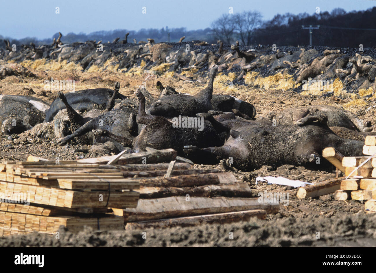 Cow carcasses to be incinerated on funeral pyre in foot and mouth ...