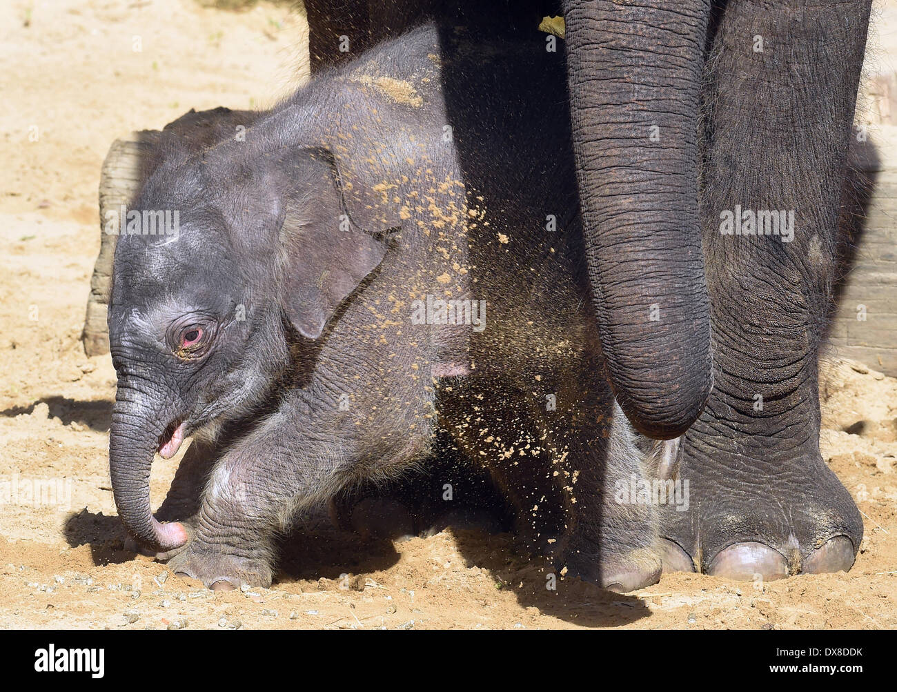 Hanover, Germany. 20th Mar, 2014. A three day old elephant female takes ...