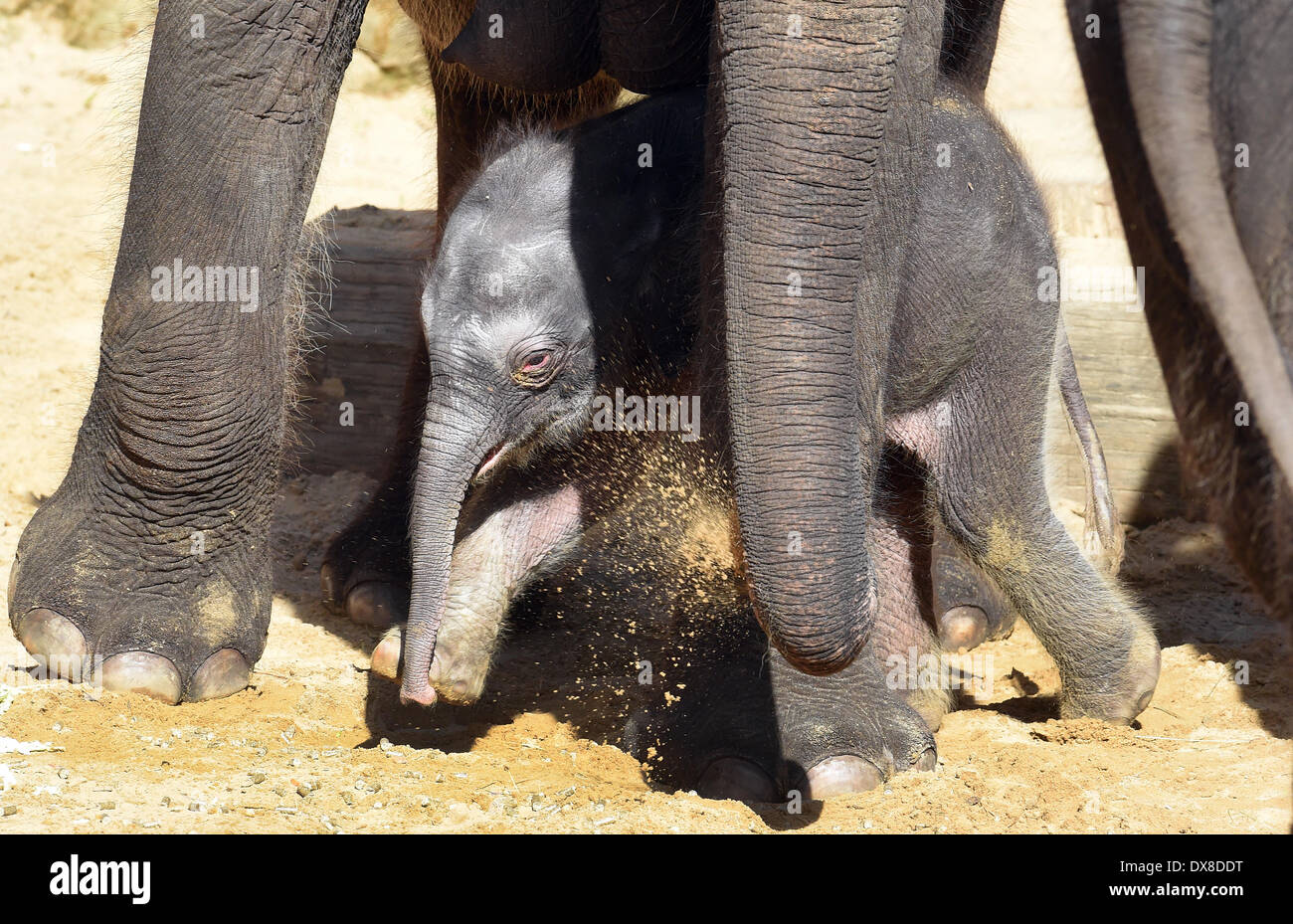 Hanover, Germany. 20th Mar, 2014. A three day old elephant female takes ...