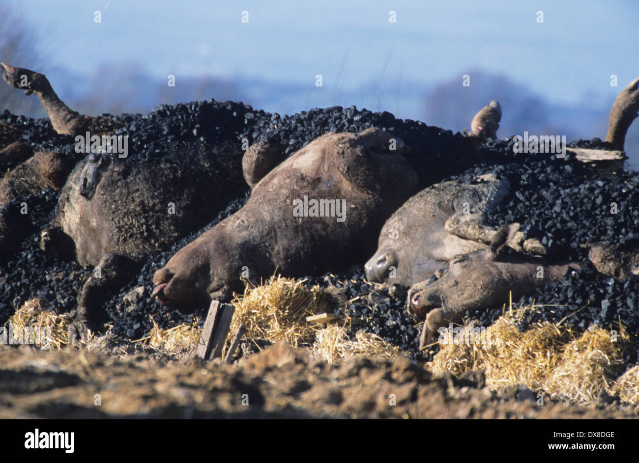 Cow carcasses to be incinerated on funeral pyre in foot and mouth ...