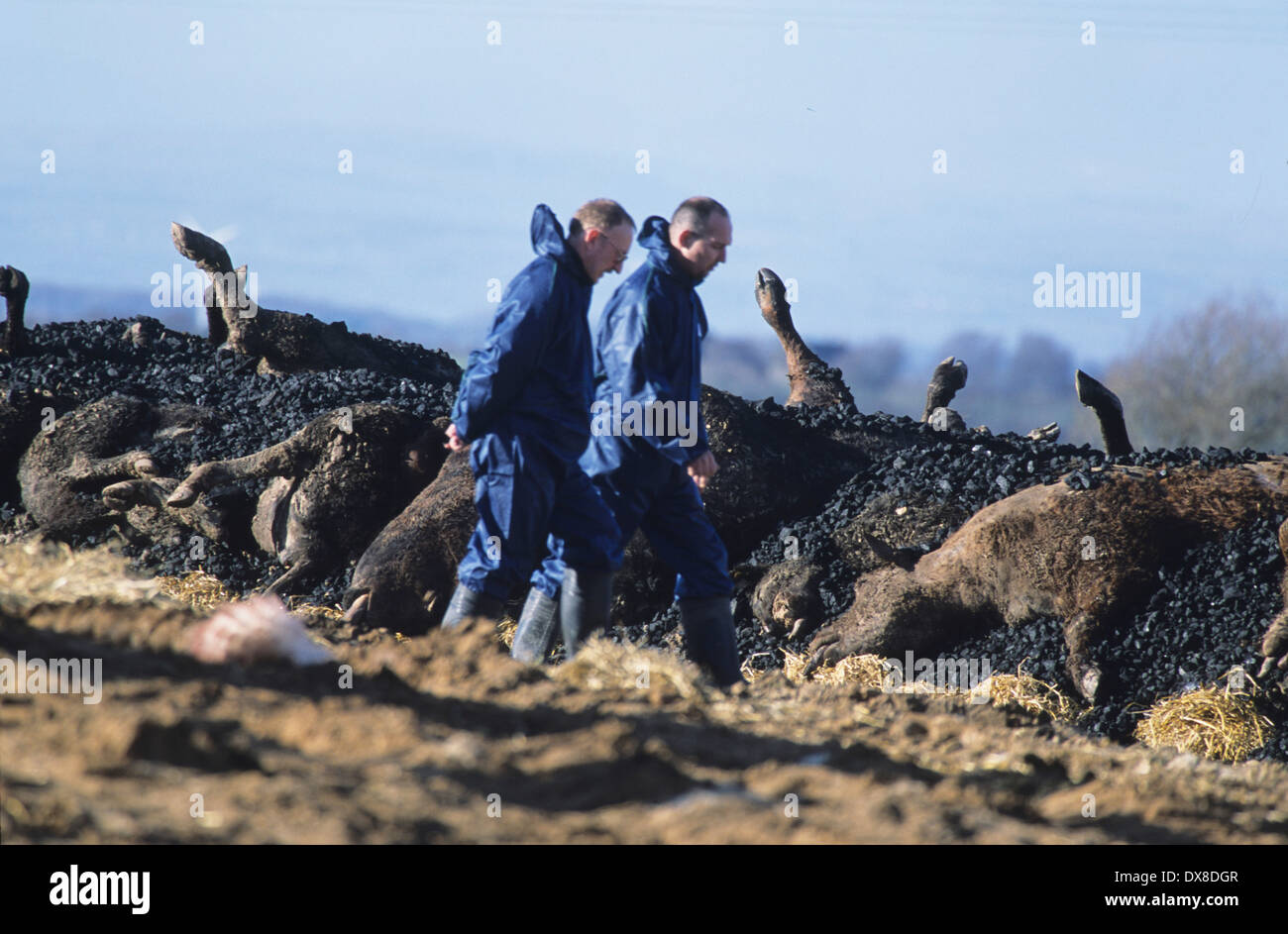 Cow carcasses to be incinerated on funeral pyre in foot and mouth ...