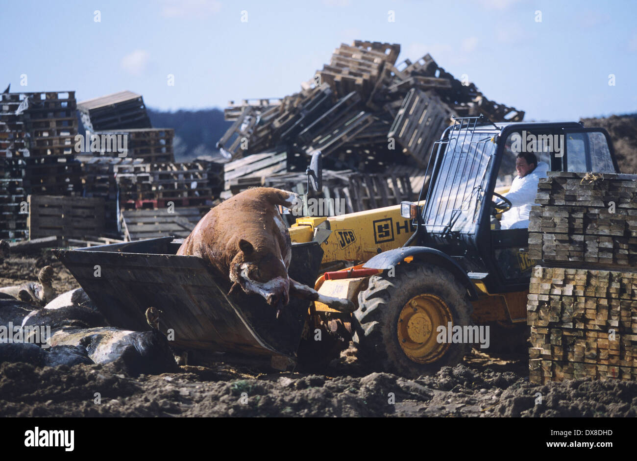 Cow carcasses to be incinerated on funeral pyre in foot and mouth ...